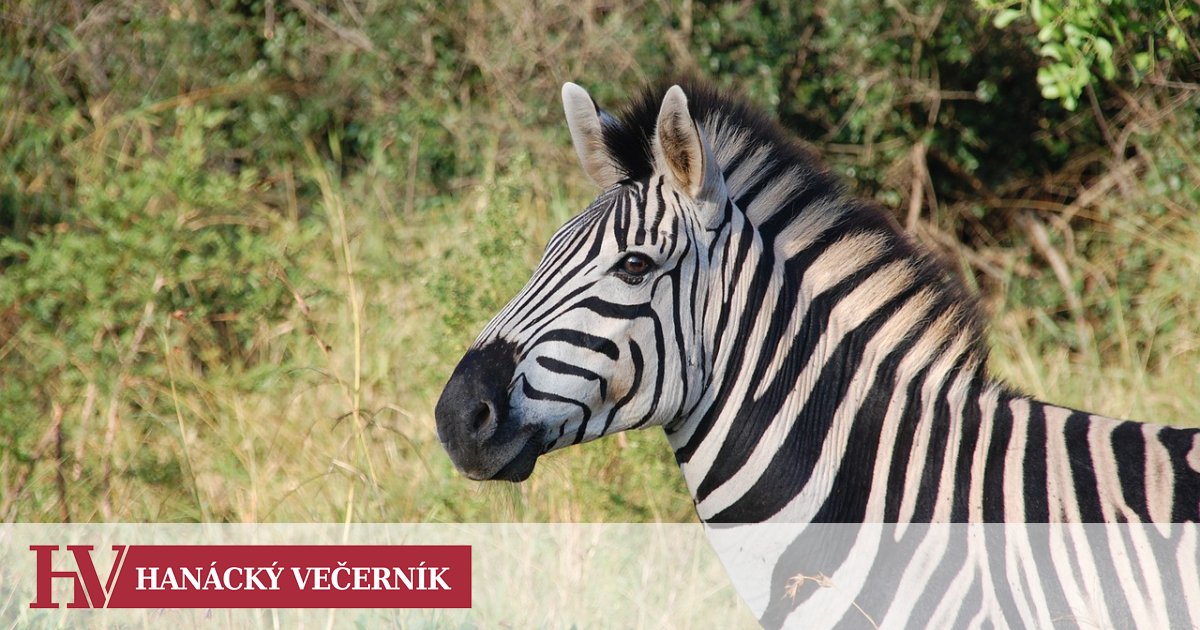 Do ZOO dorazila nová zebra z Plzně | Hanácký Večerník | Zpravodajství z ...